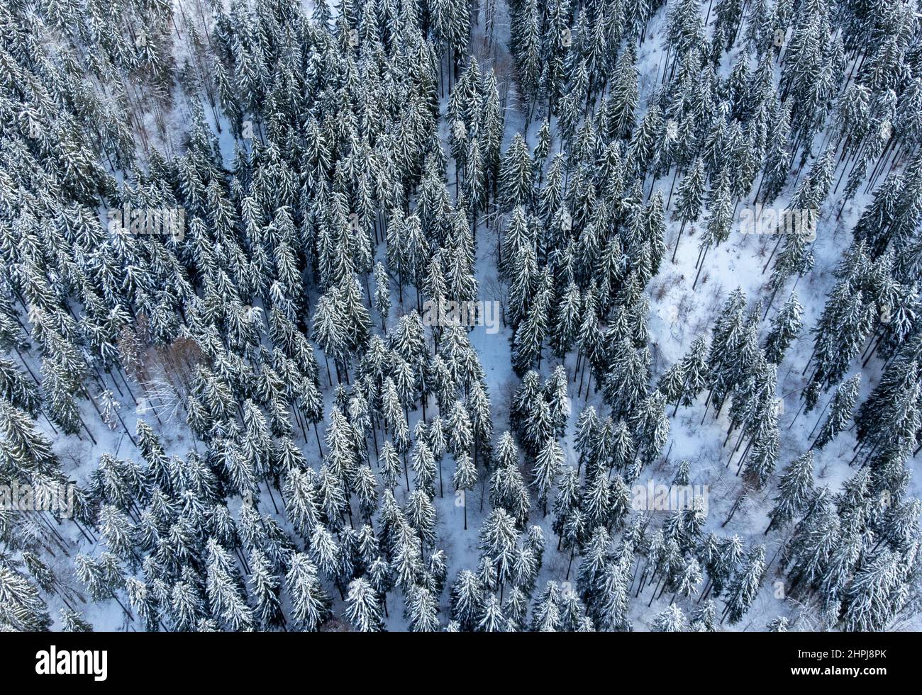 Aerial view of a dense fir forest covered in snow Stock Photo - Alamy
