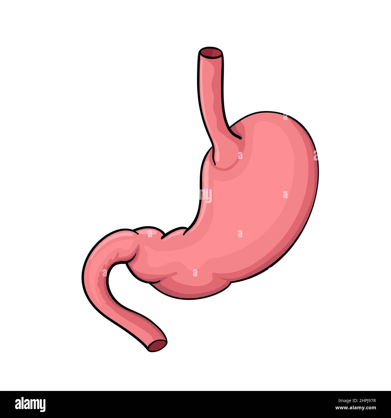 Human stomach. Internal organ, anatomy. Vector cartoon flat icon ...