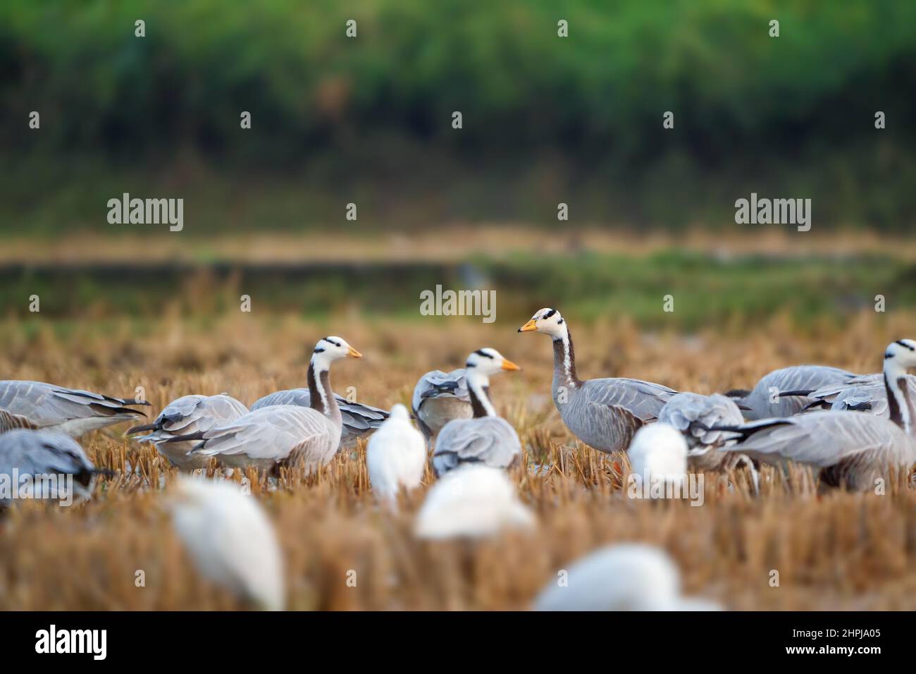 Bar Headed goose in their natural habitat. The grey colored bird is ...