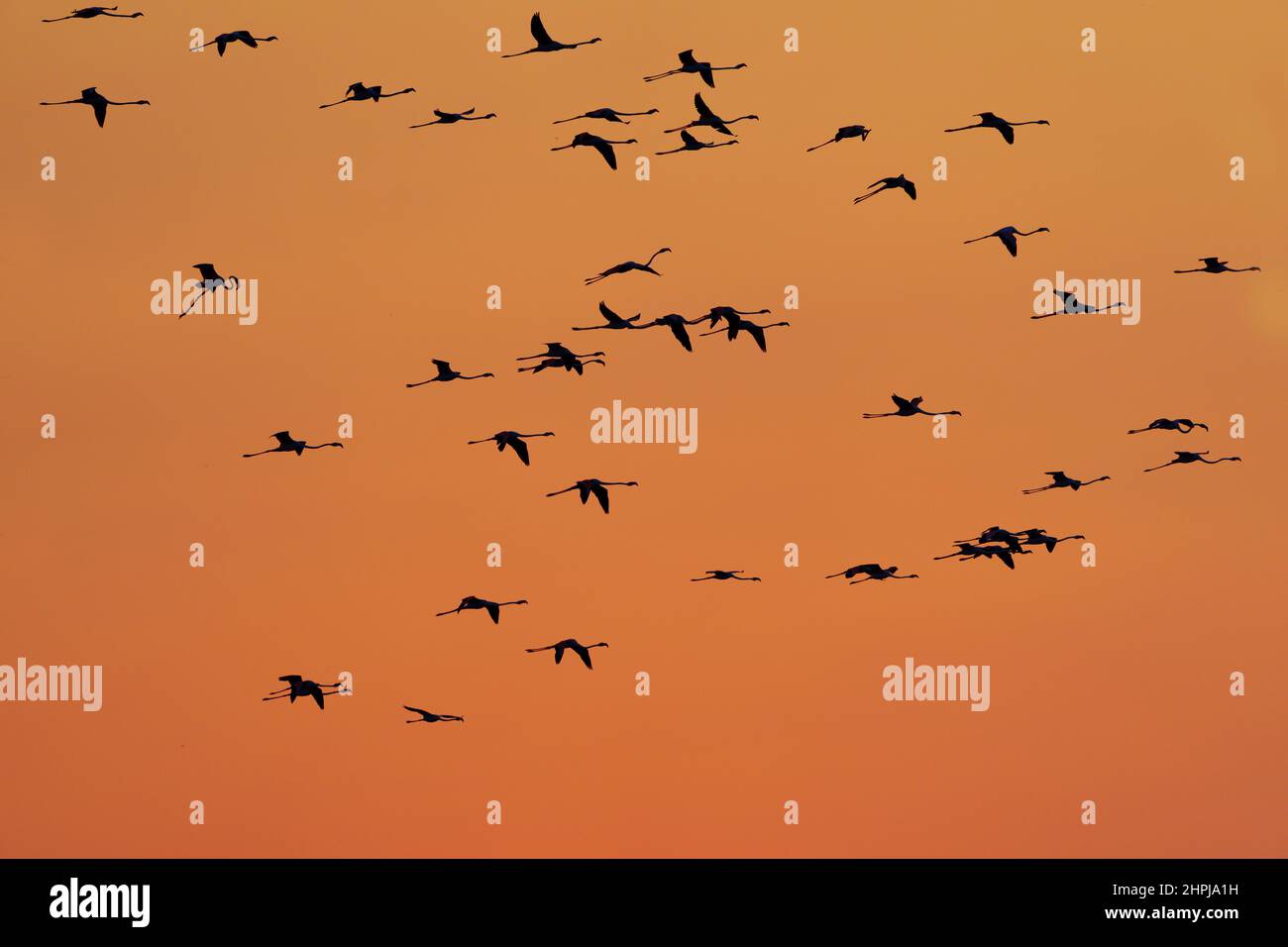 Flamingo flying during sunrise under orange sky and sun in background ...