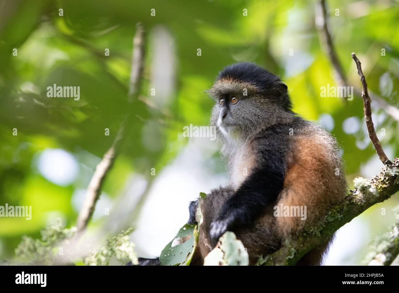Golden monkey cercopithecus kandti hi-res stock photography and images ...