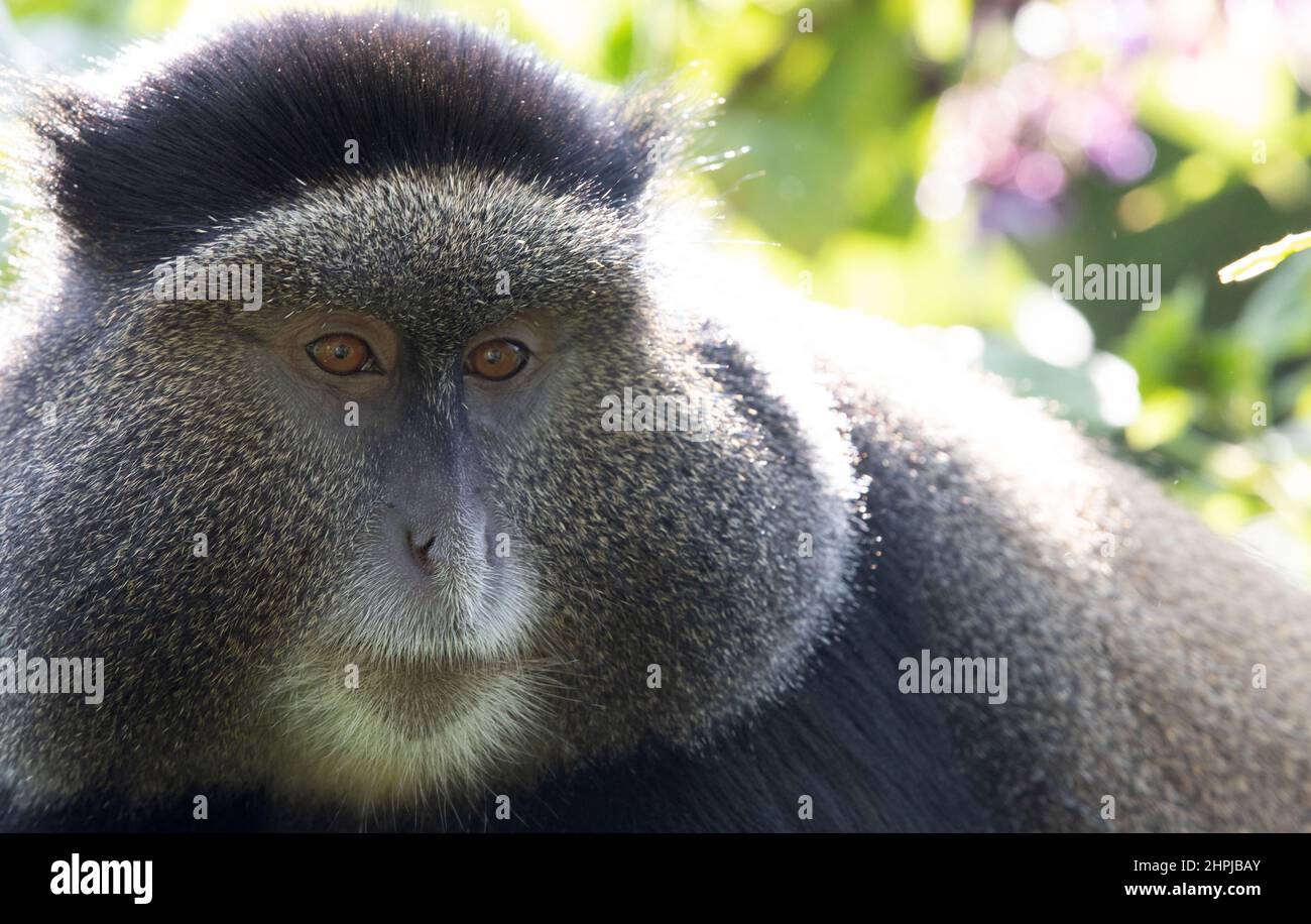 Beauty in nature facial expression hi-res stock photography and images ...