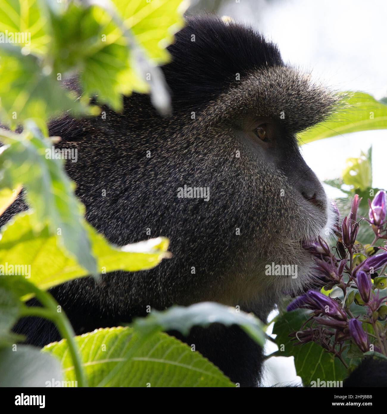 Beauty in nature facial expression hi-res stock photography and images ...