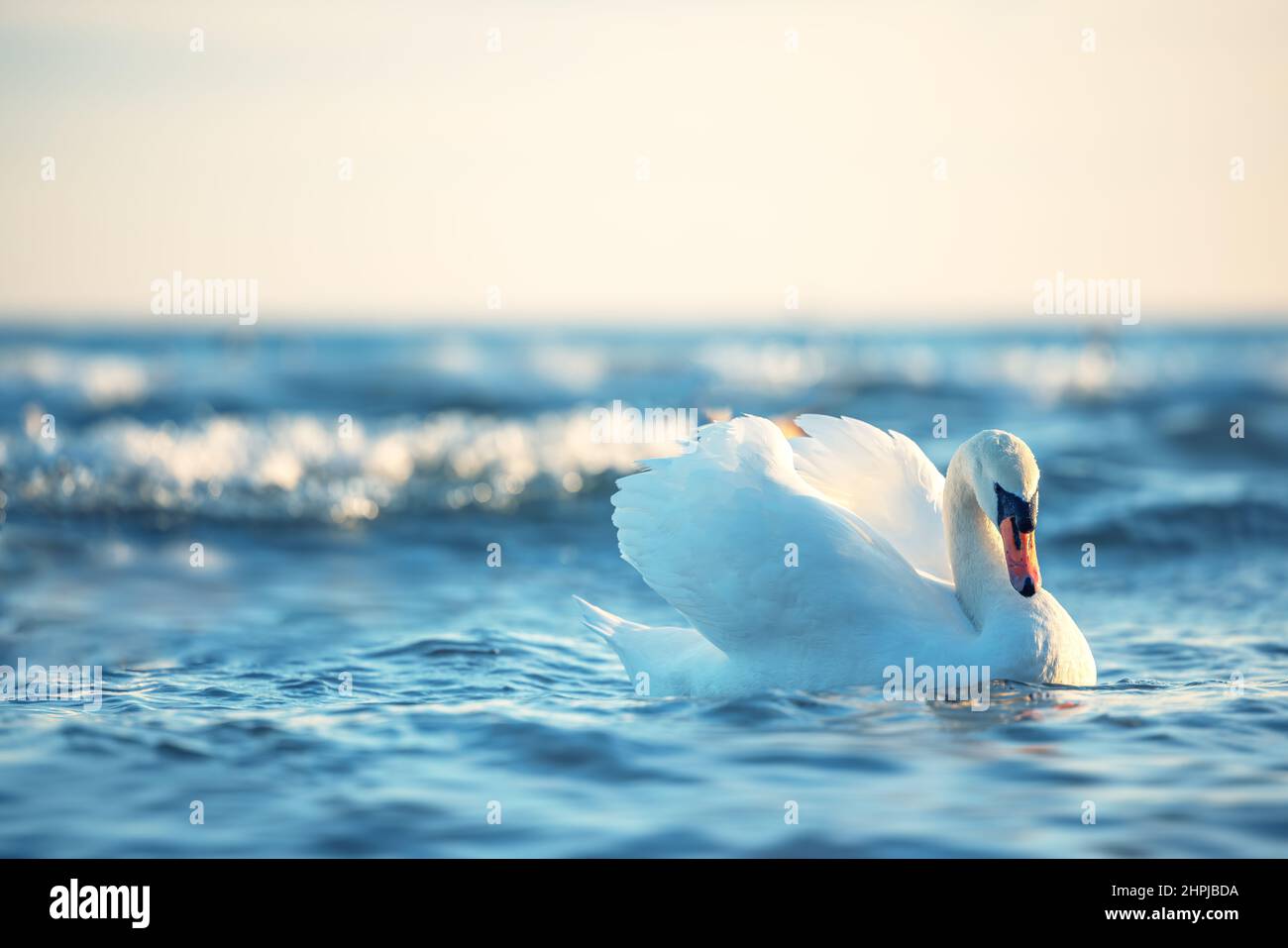 White swan in the sea water,sunrise shot Stock Photo - Alamy