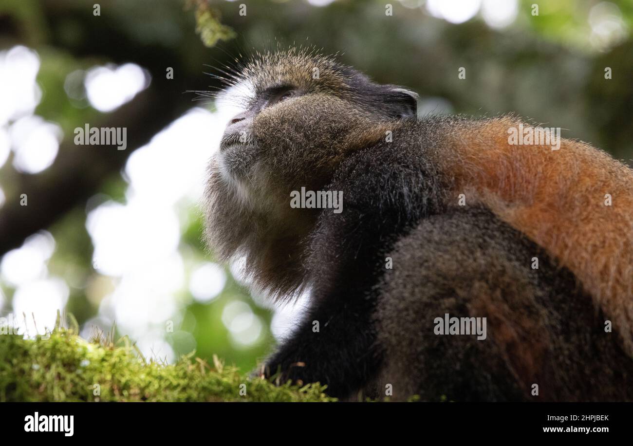 Beauty in nature facial expression hi-res stock photography and images ...