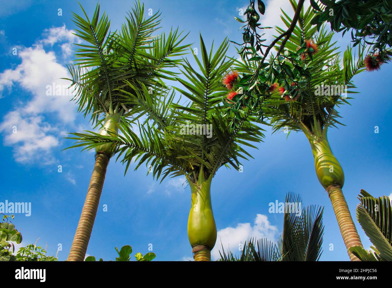 Low-angle close-up shot of 3 single-trunked palm trees standing tall ...