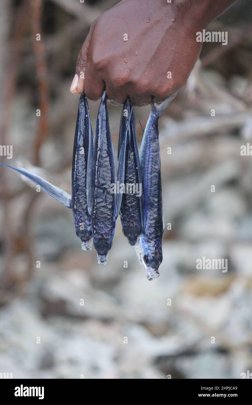 Closeup shot of black person's hand holding four fishes from the tails ...