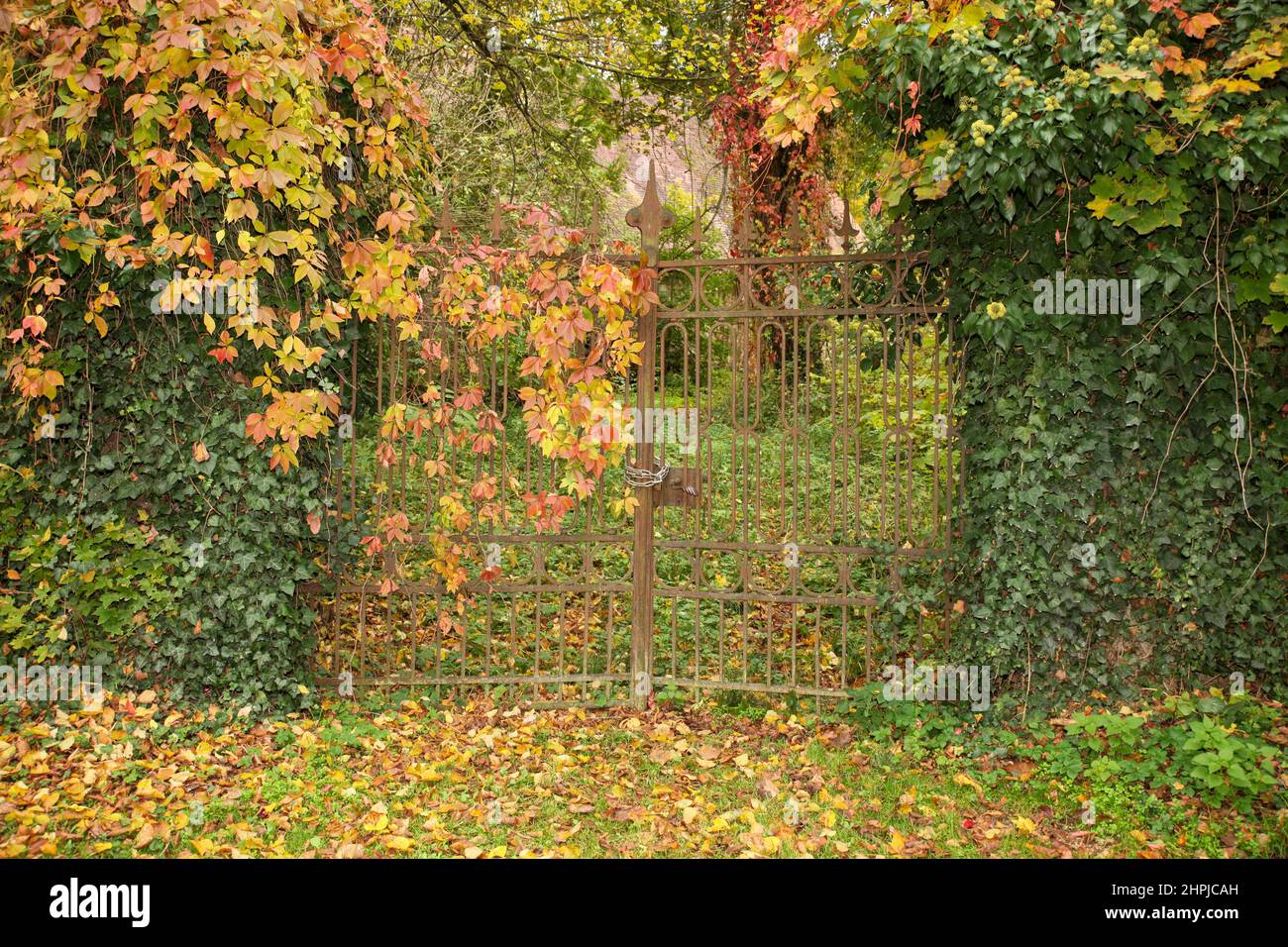 Metal gate with autumn leaves on it Stock Photo - Alamy