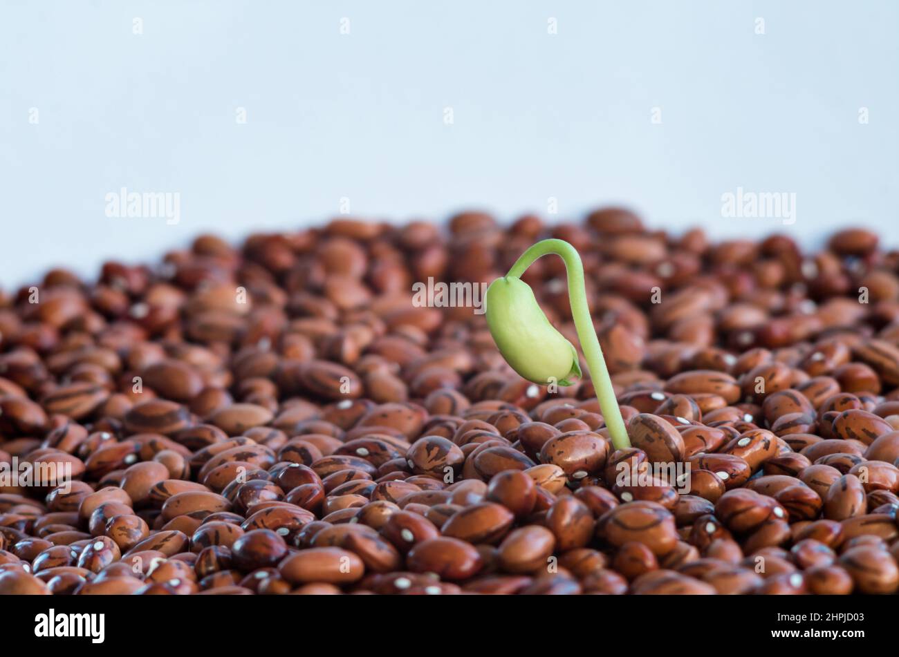 Young bean hi-res stock photography and images - Alamy