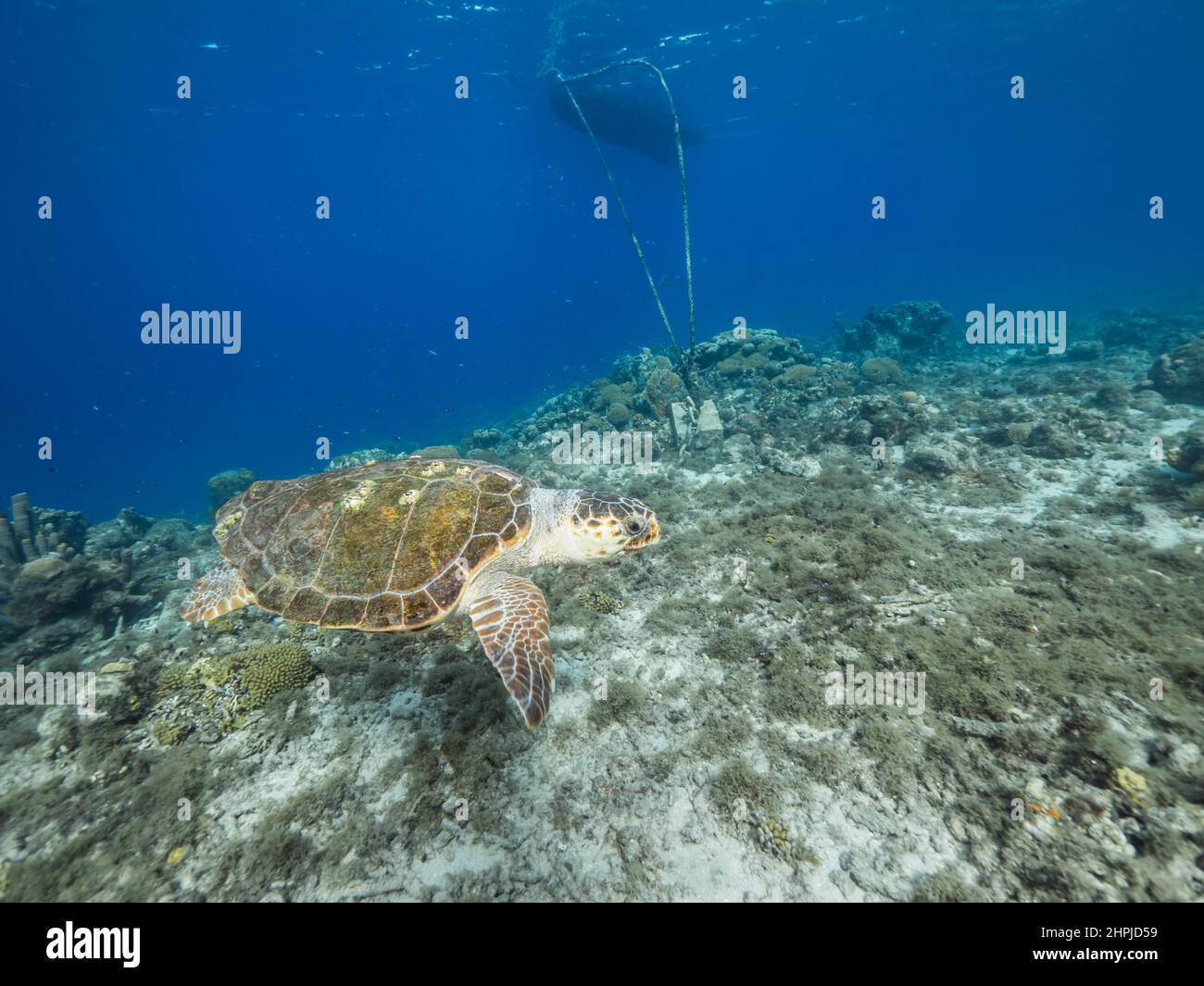 Seascape with Loggerhead Sea Turtle in the coral reef of Caribbean Sea ...