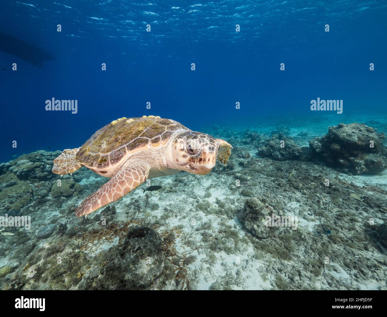 Seascape with Loggerhead Sea Turtle in the coral reef of Caribbean Sea ...