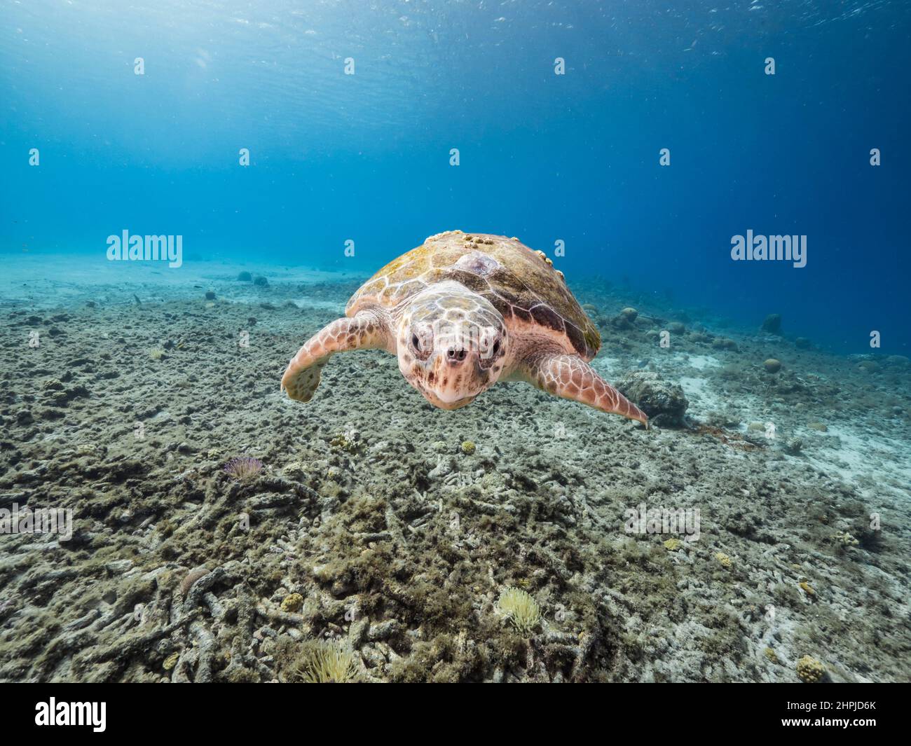Loggerhead sponge hi-res stock photography and images - Alamy