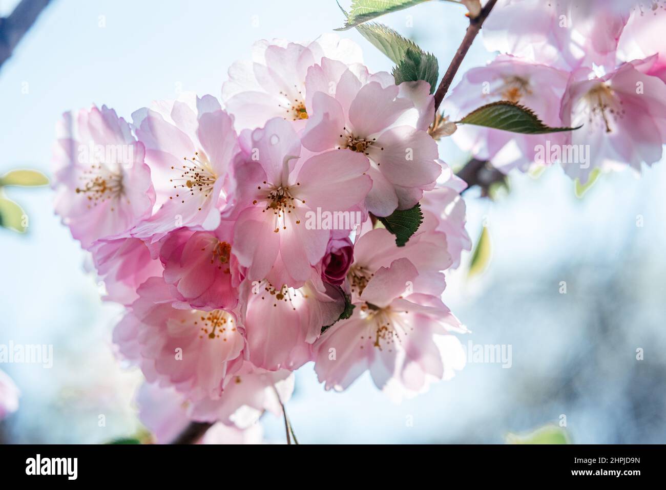 Pink flowers of sakura cherry blossoms spring Easter background Stock ...