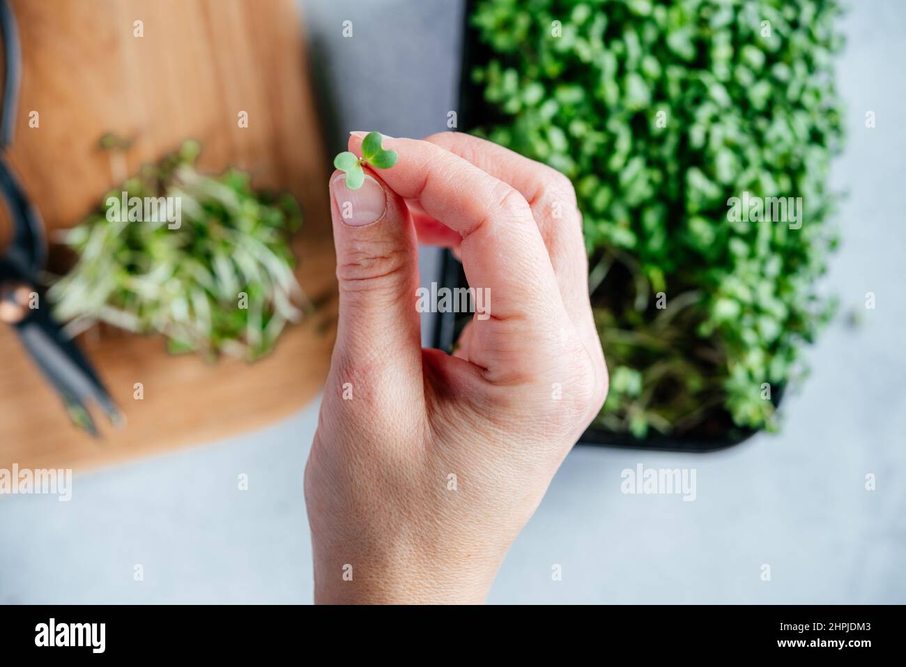 A hand holding a tiny leaf of freshly cut arugula microgreens sprouts ...