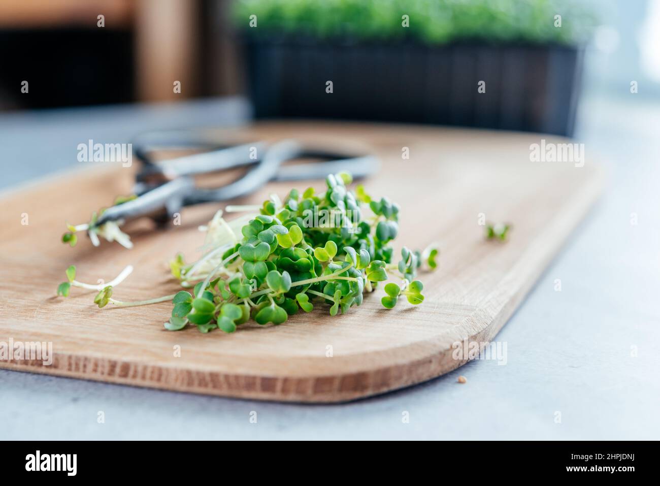 Freshly cut arugula microgreens sprouts on the chopping board in the ...