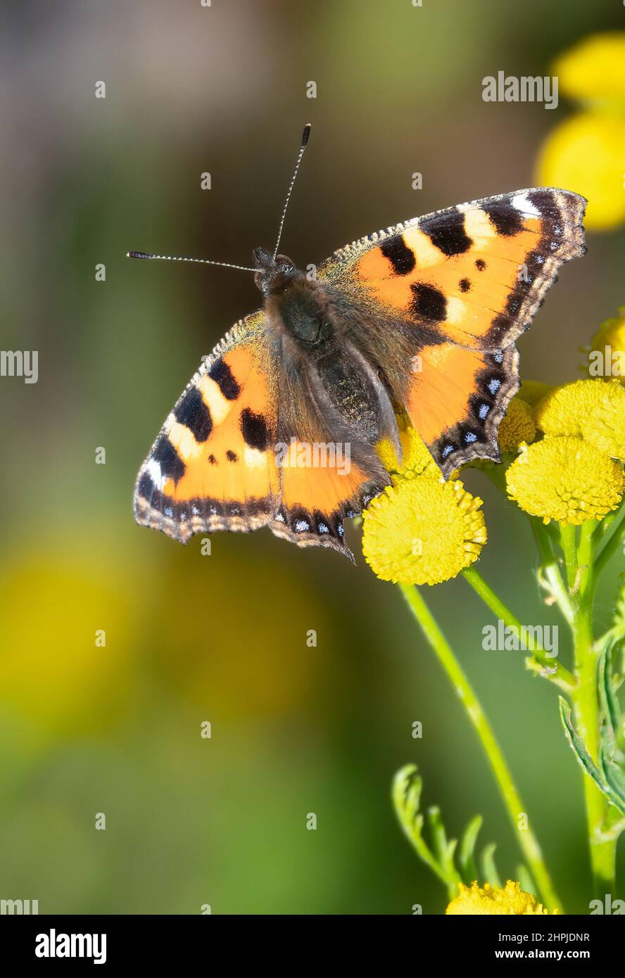 Vivid small tortoiseshell hi-res stock photography and images - Alamy