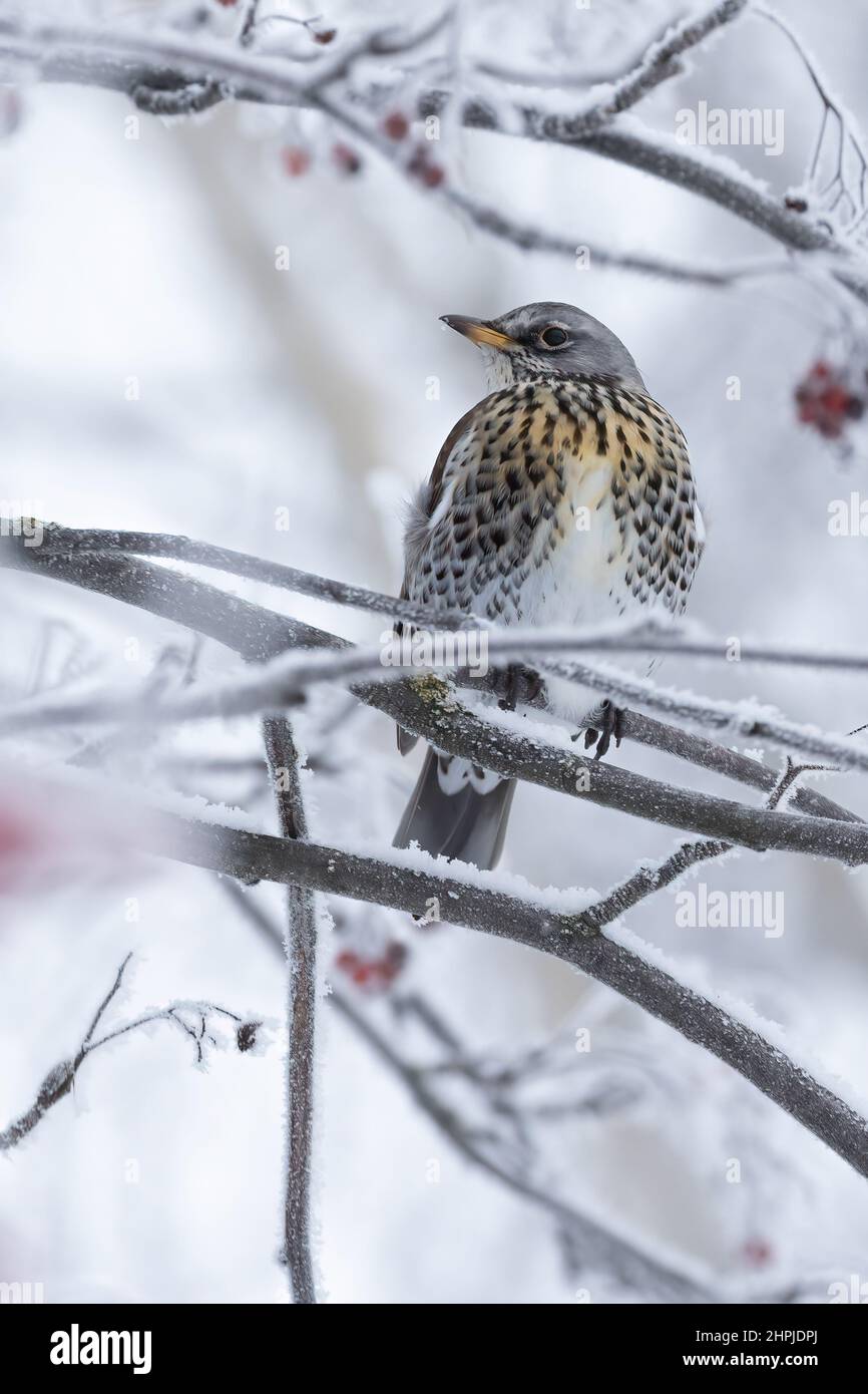 Fieldfare fauna hi-res stock photography and images - Alamy