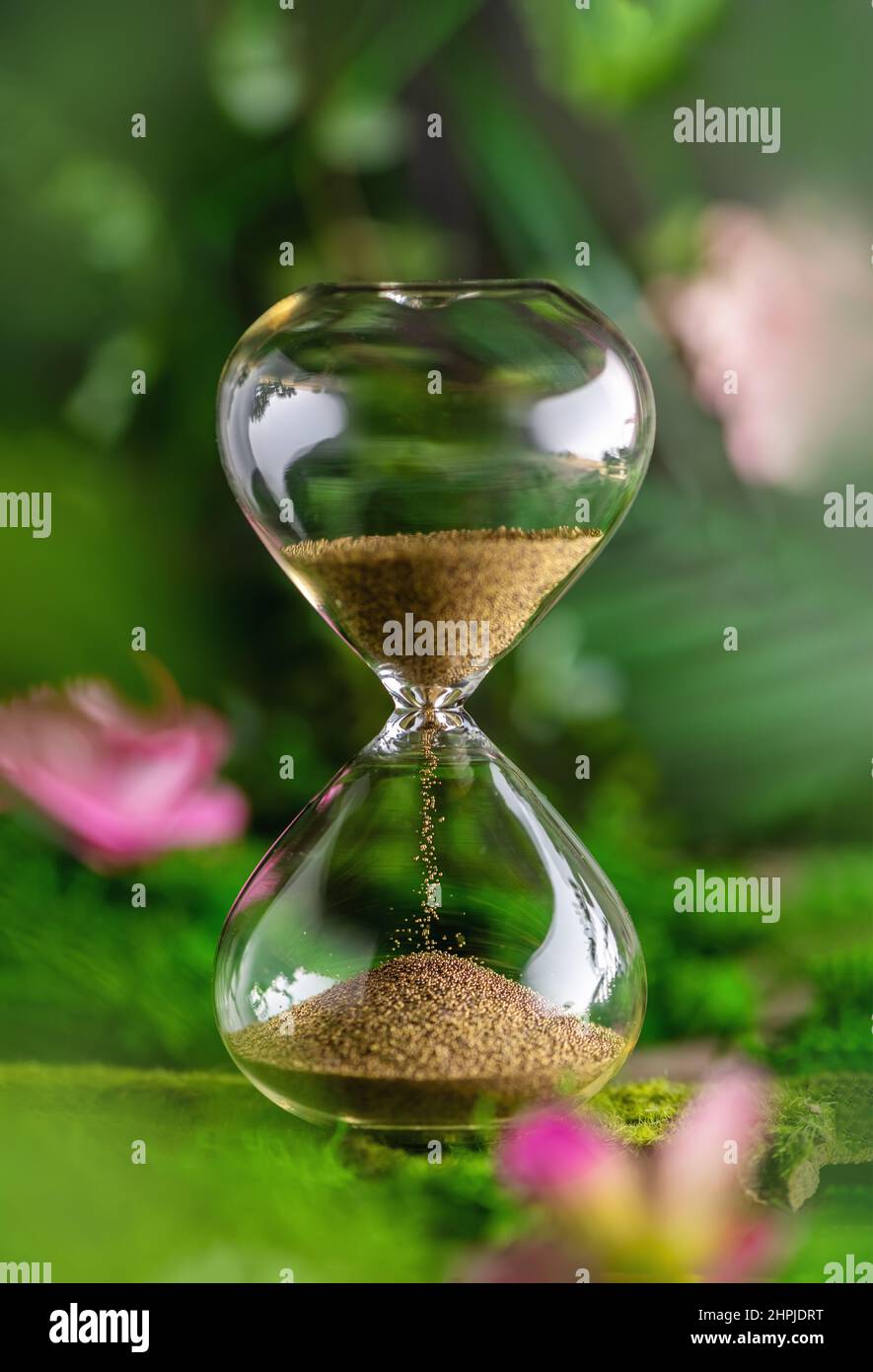 hourglass. flowers, leaves. concept of time, the onset of spring summer ...