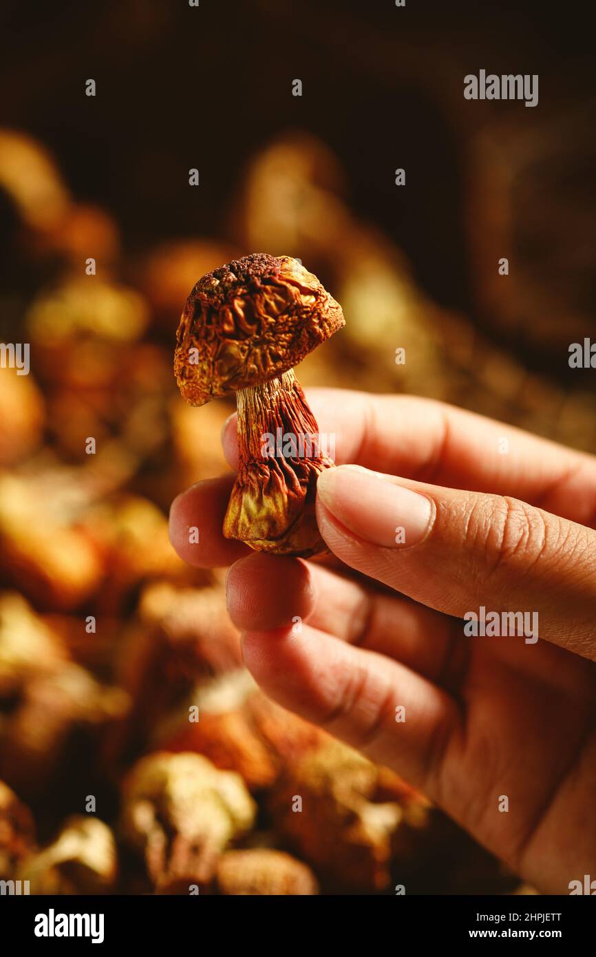 Choice edible mushroom hi-res stock photography and images - Alamy