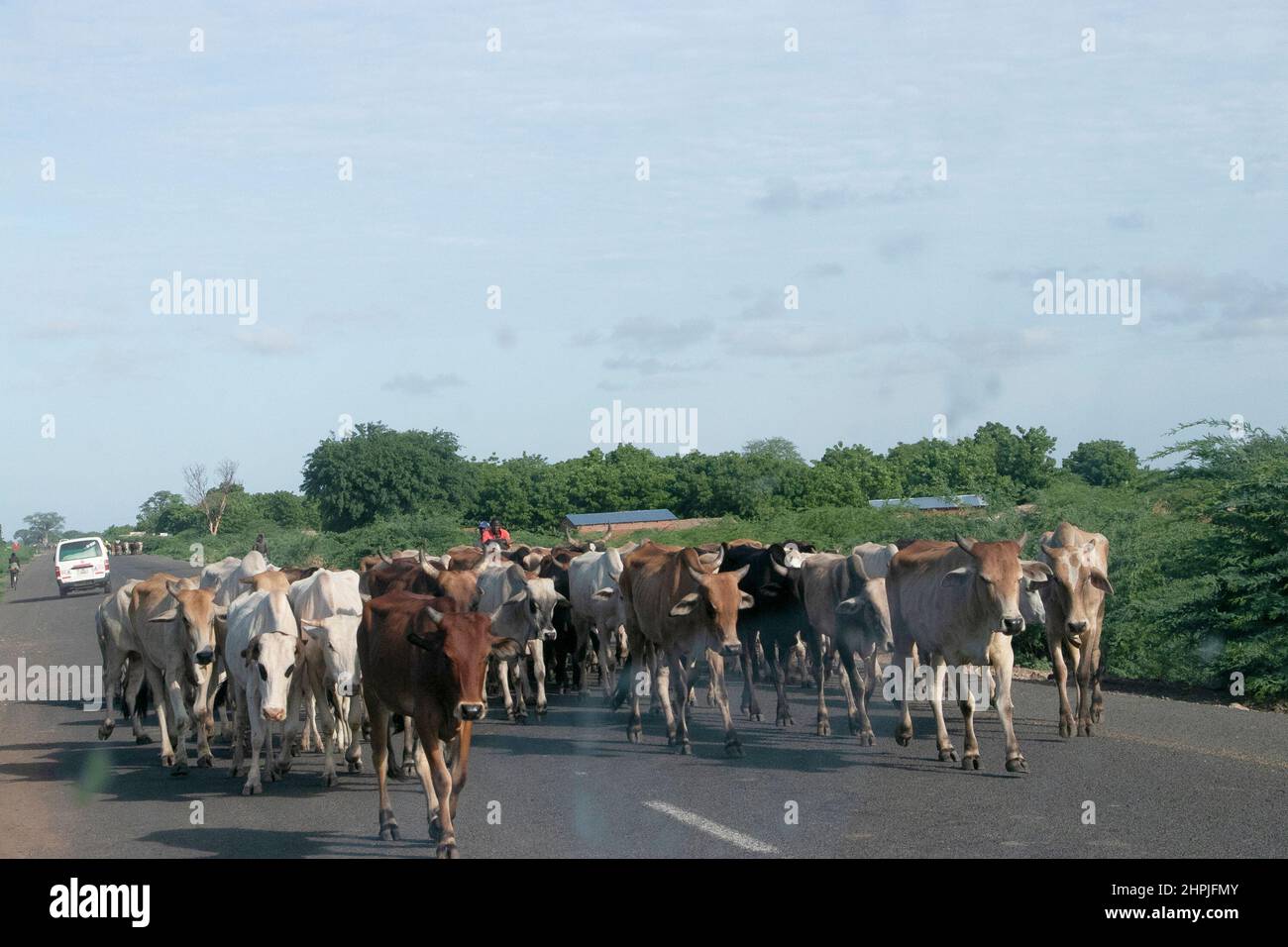 Cattle are seen crossing the road in Nsanje district Malawi. After the ...