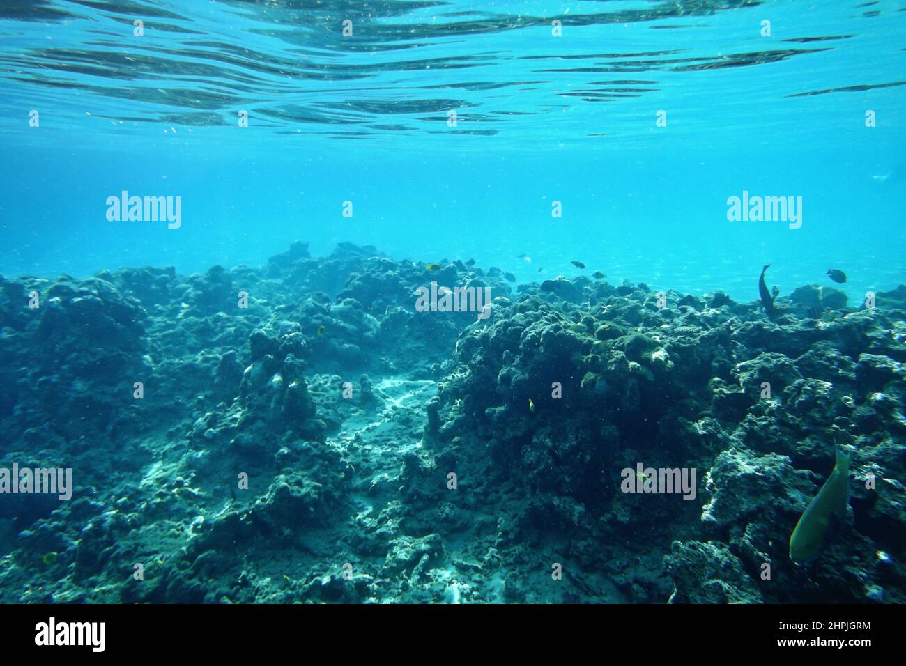 Beautiful underwater background, reef bottom Stock Photo - Alamy