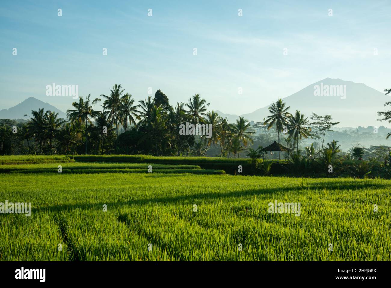 Rice fields in Bali Stock Photo - Alamy