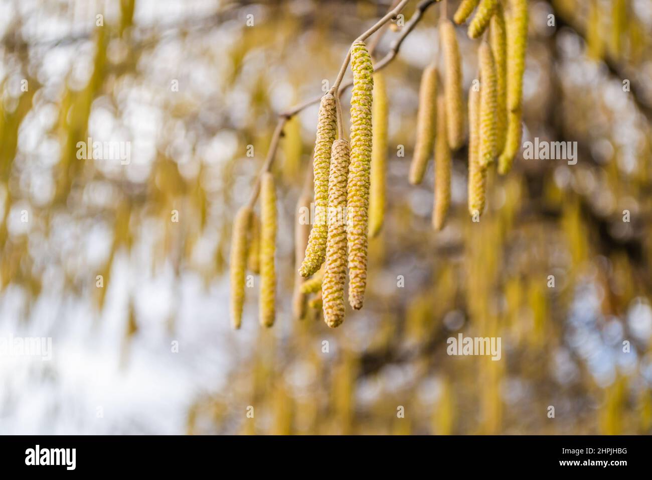 The buds on the branches of hazelnut Stock Photo - Alamy