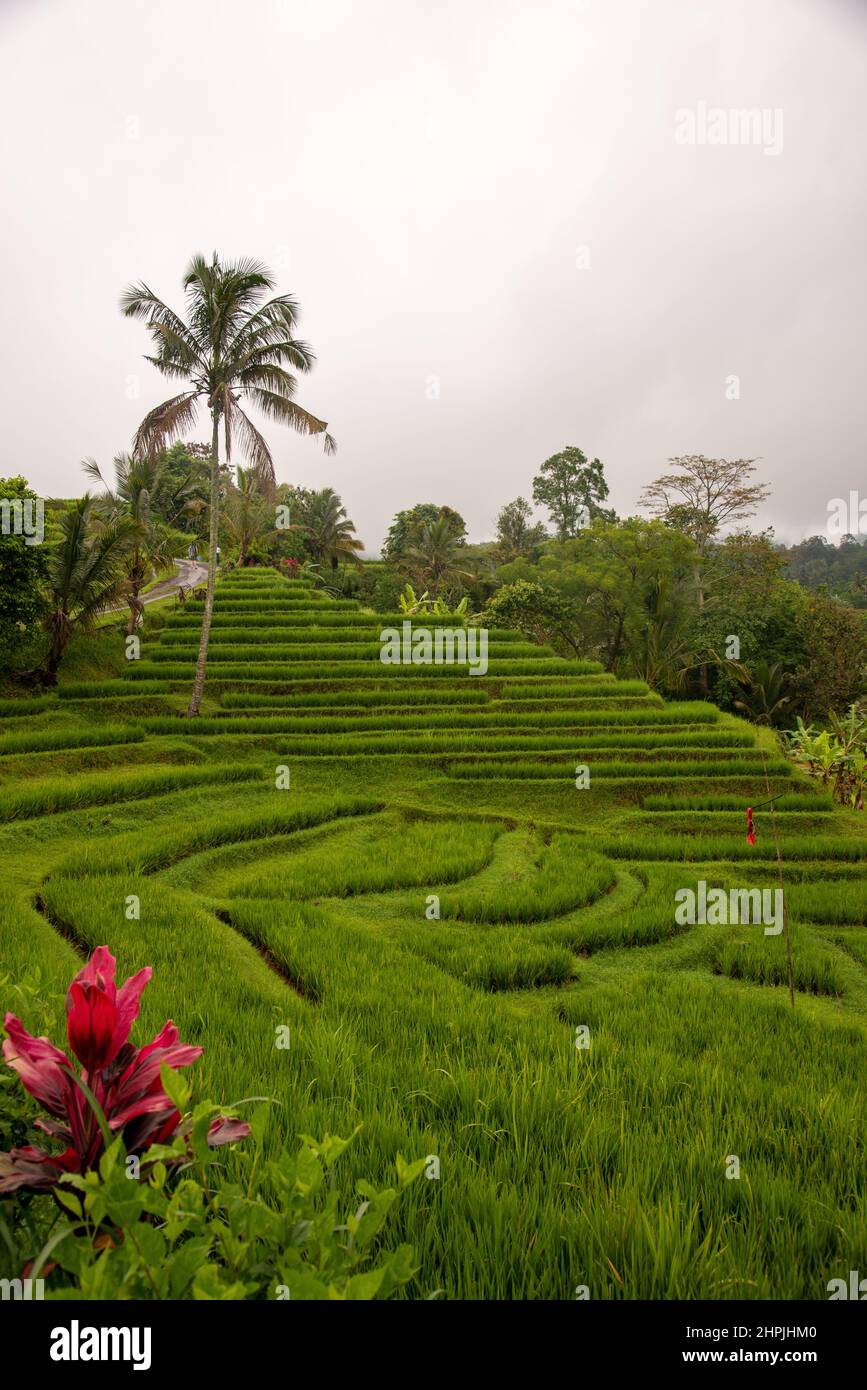 Rice fields in Bali Stock Photo - Alamy