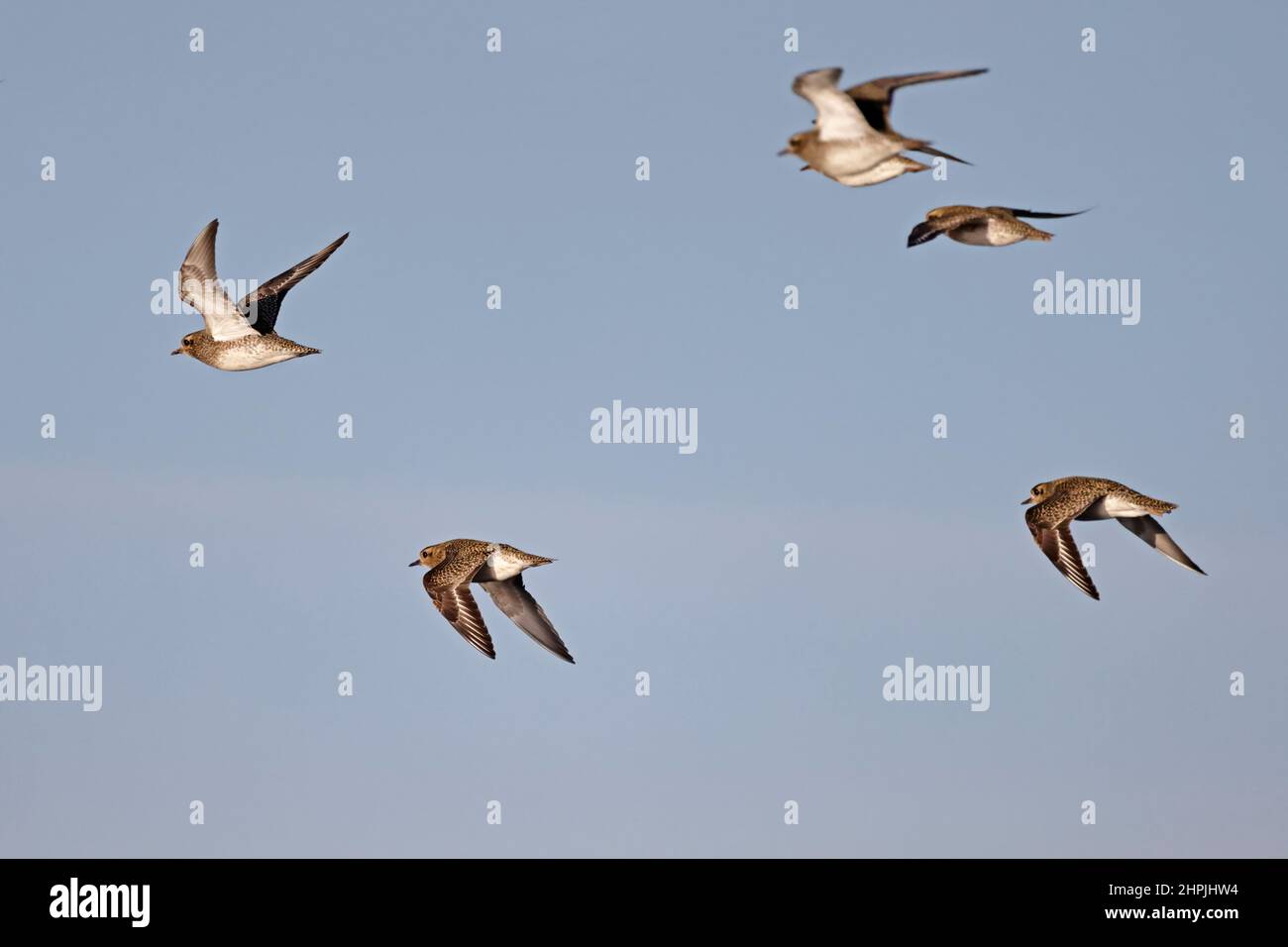Golden plover in flight hi-res stock photography and images - Alamy