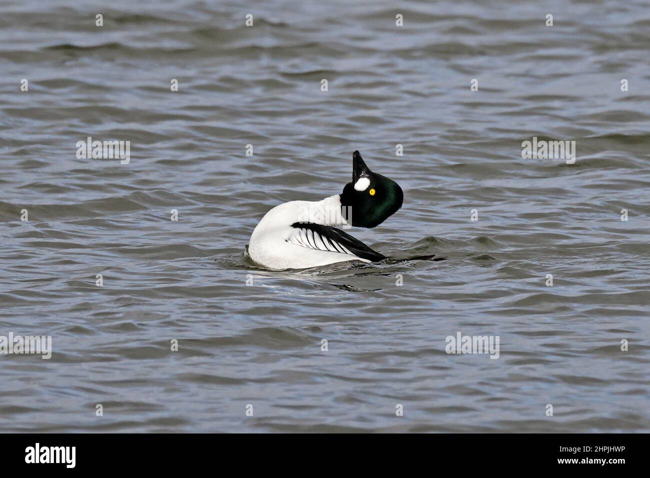 Male Goldeneye displaying at RSPB Freiston Shore Lincolnshire Stock ...