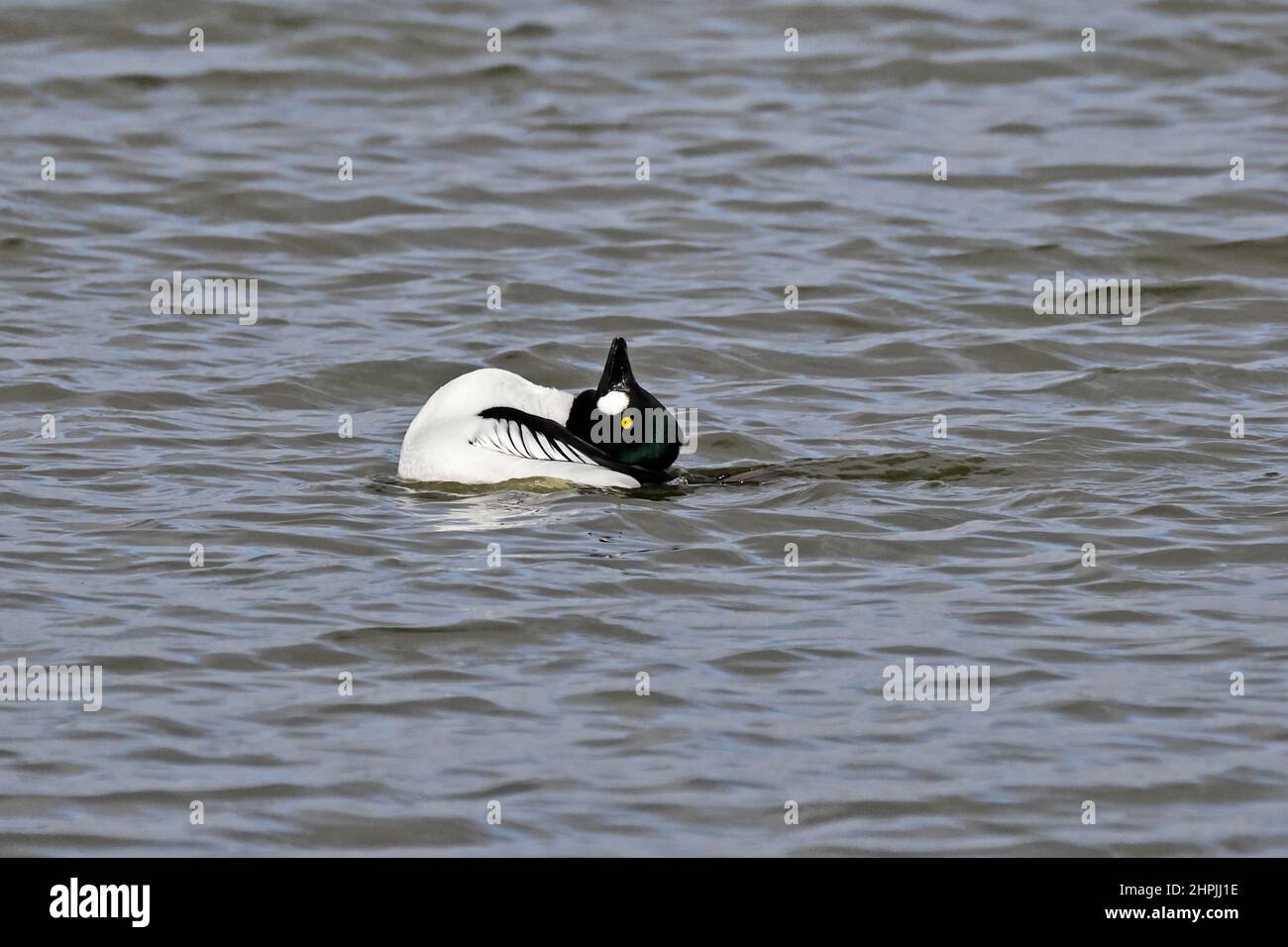 Male Goldeneye displaying at RSPB Freiston Shore Lincolnshire Stock ...