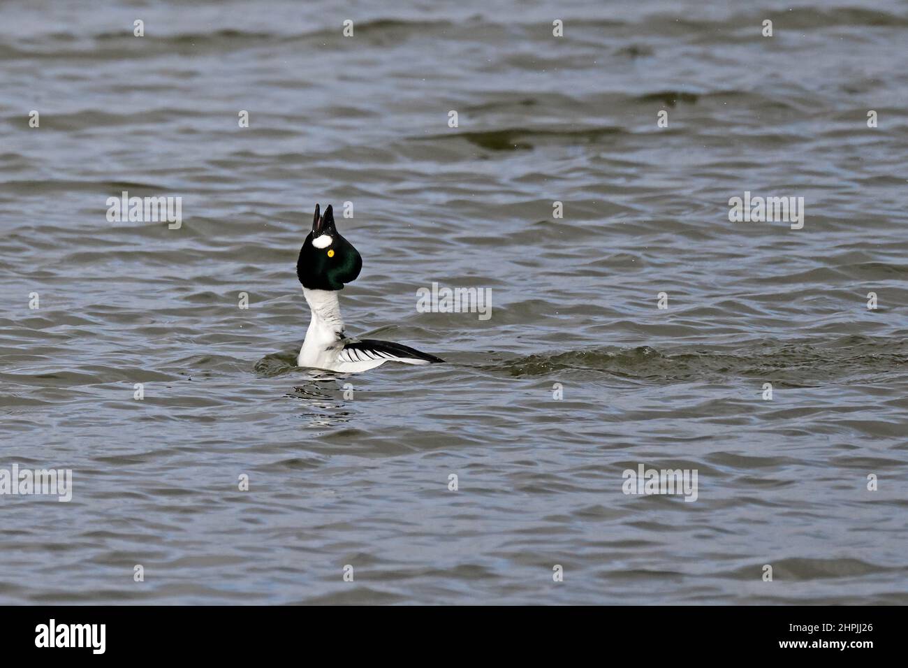 Male Goldeneye displaying at RSPB Freiston Shore Lincolnshire Stock ...