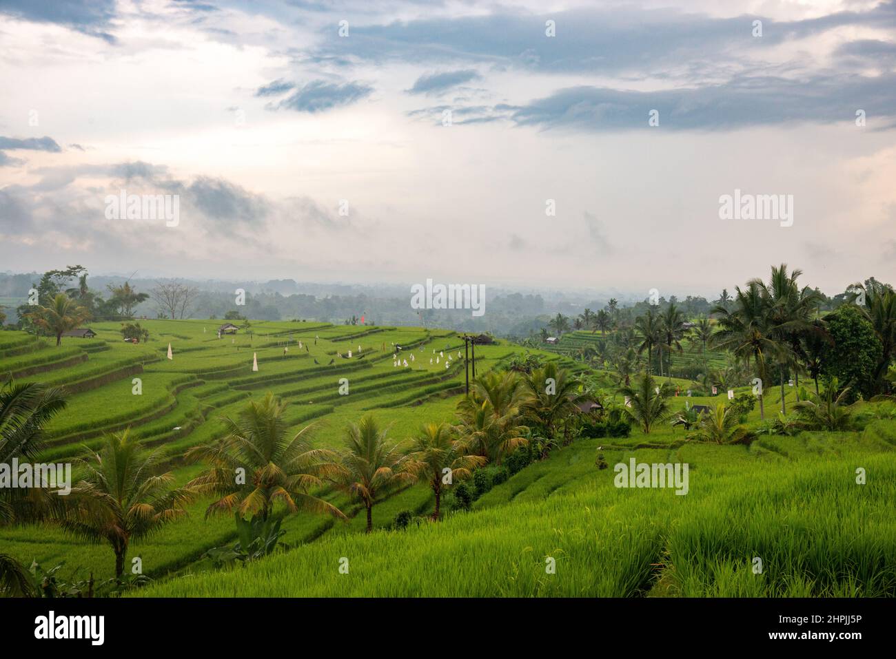 Rice fields in Bali Stock Photo - Alamy