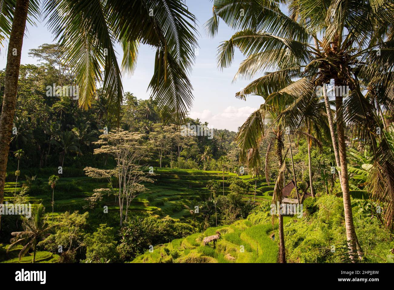 Wide shot rice paddy field hi-res stock photography and images - Alamy