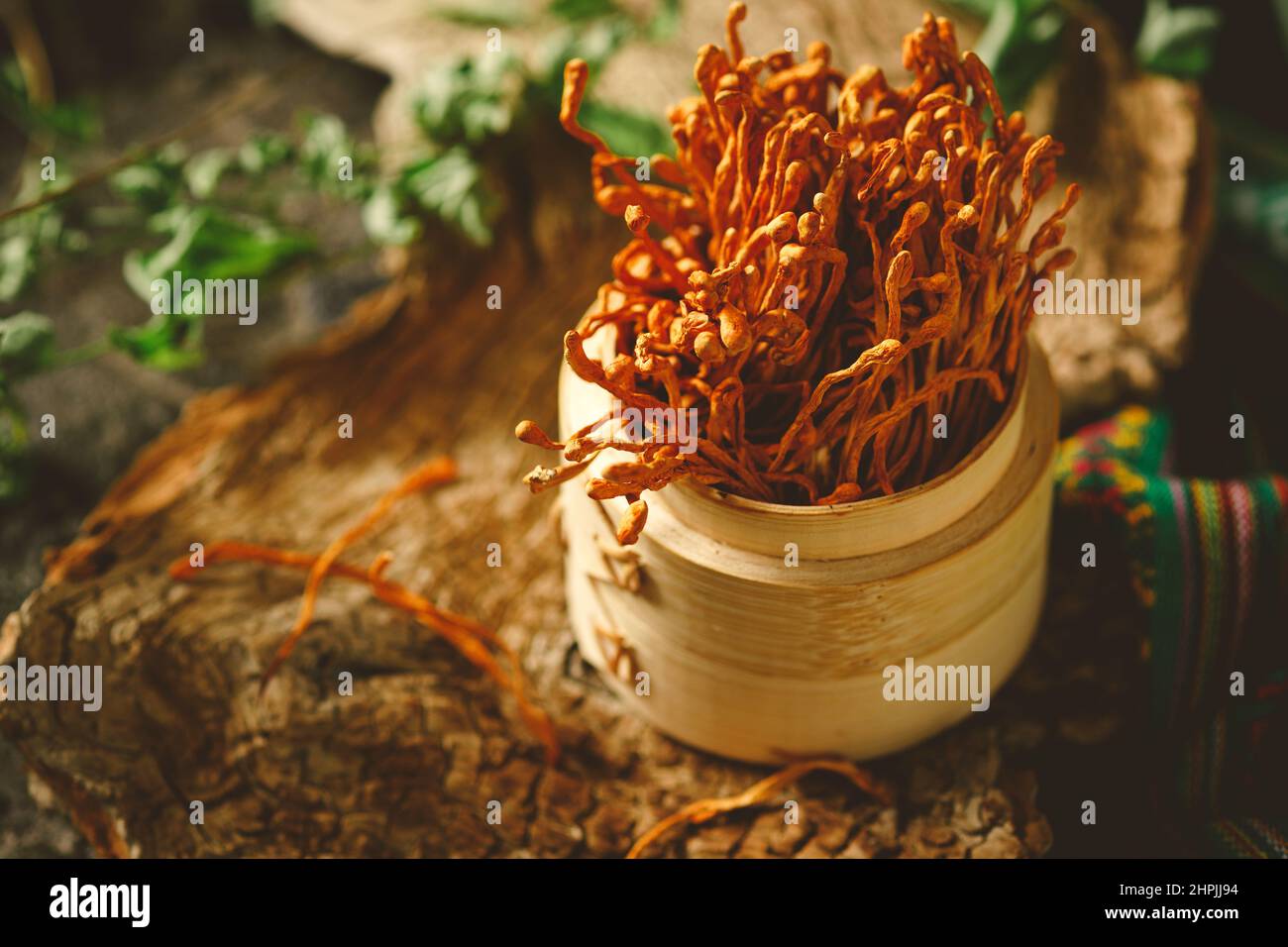 North chinese caterpillar fungus hi-res stock photography and images ...