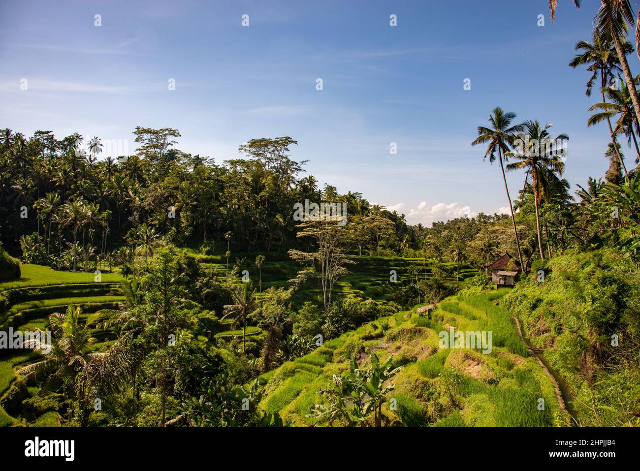 Rice fields in Bali Stock Photo - Alamy