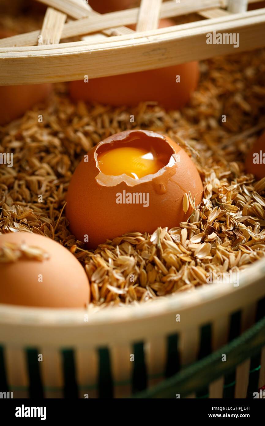 Native egg hi-res stock photography and images - Alamy