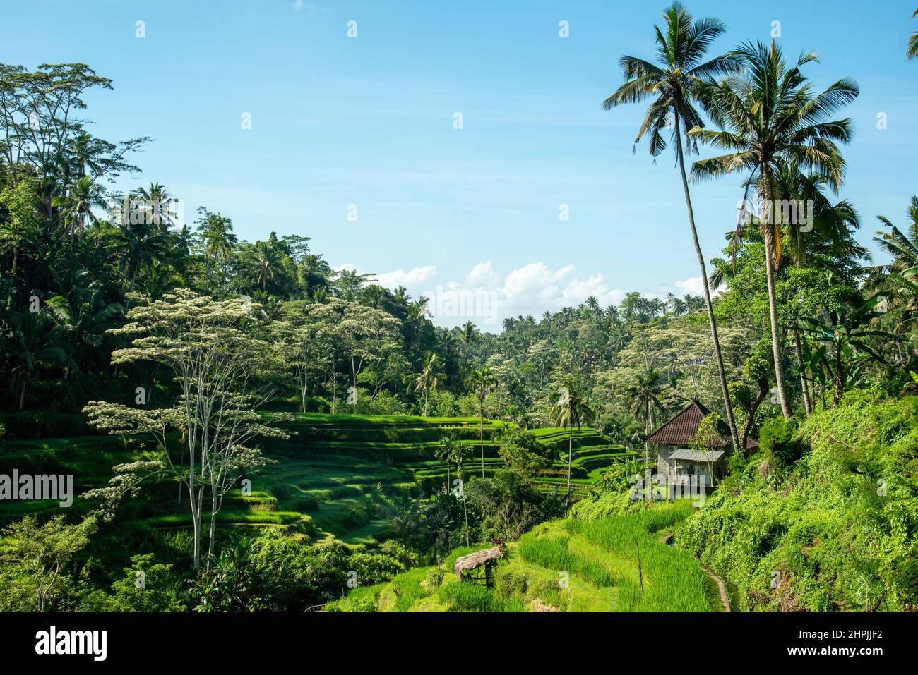 Wide shot rice paddy field hi-res stock photography and images - Alamy