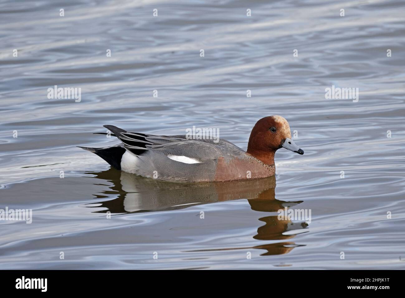 Male Wigeon at RSPB Freiston Shore Lincolnshire Stock Photo - Alamy