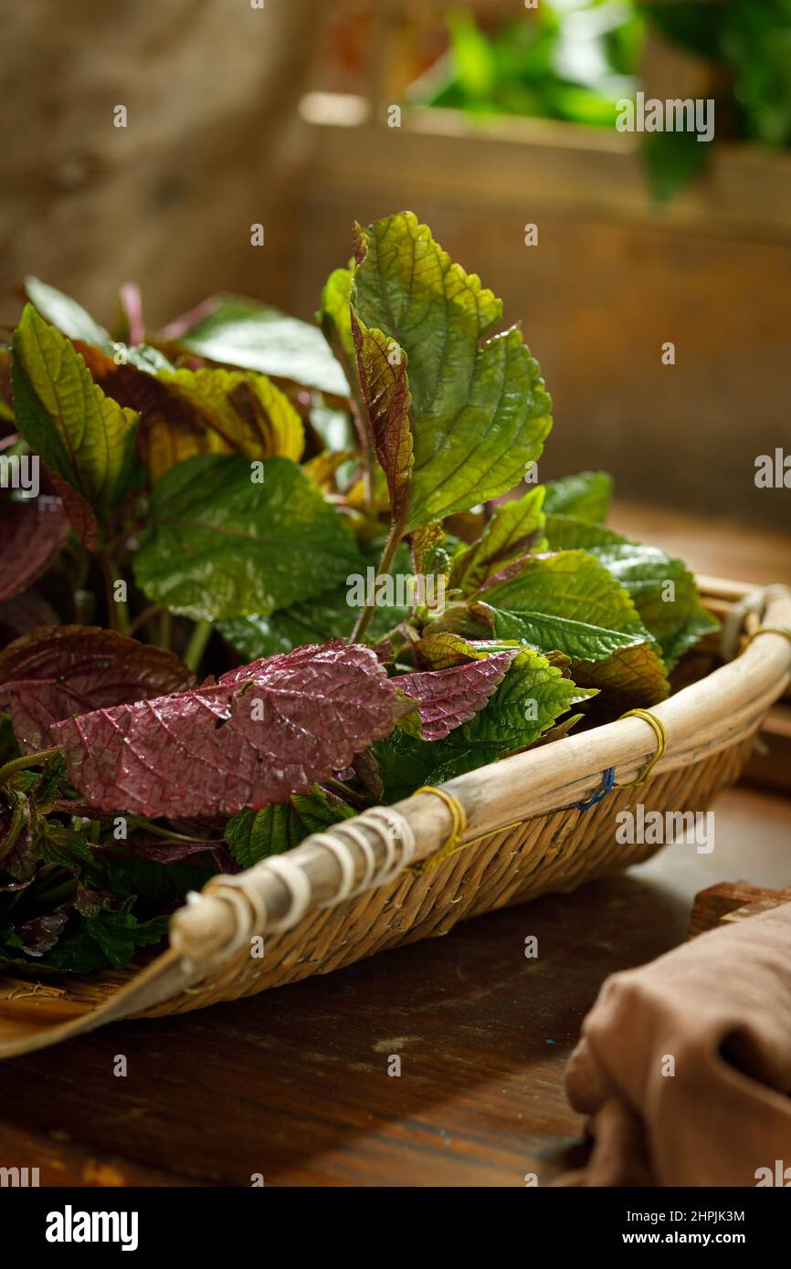Perilla purple shiso hi-res stock photography and images - Alamy