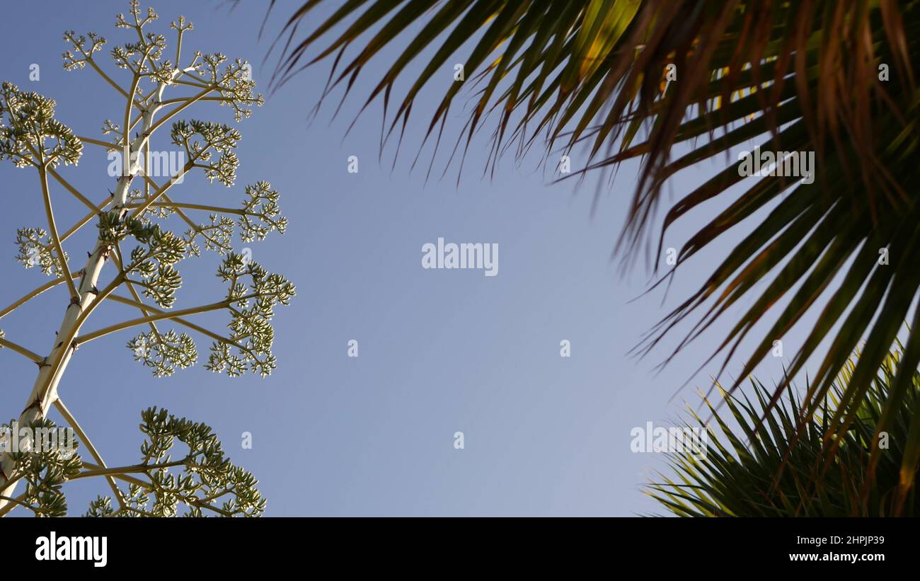 Maguey flower hi-res stock photography and images - Alamy