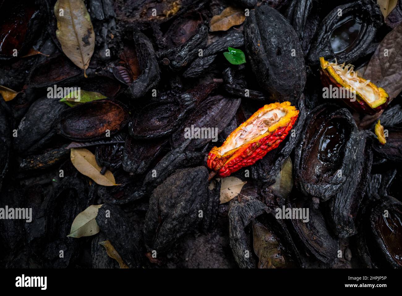 Discarded cacao pods are seen composted on the ground to fertilise the ...