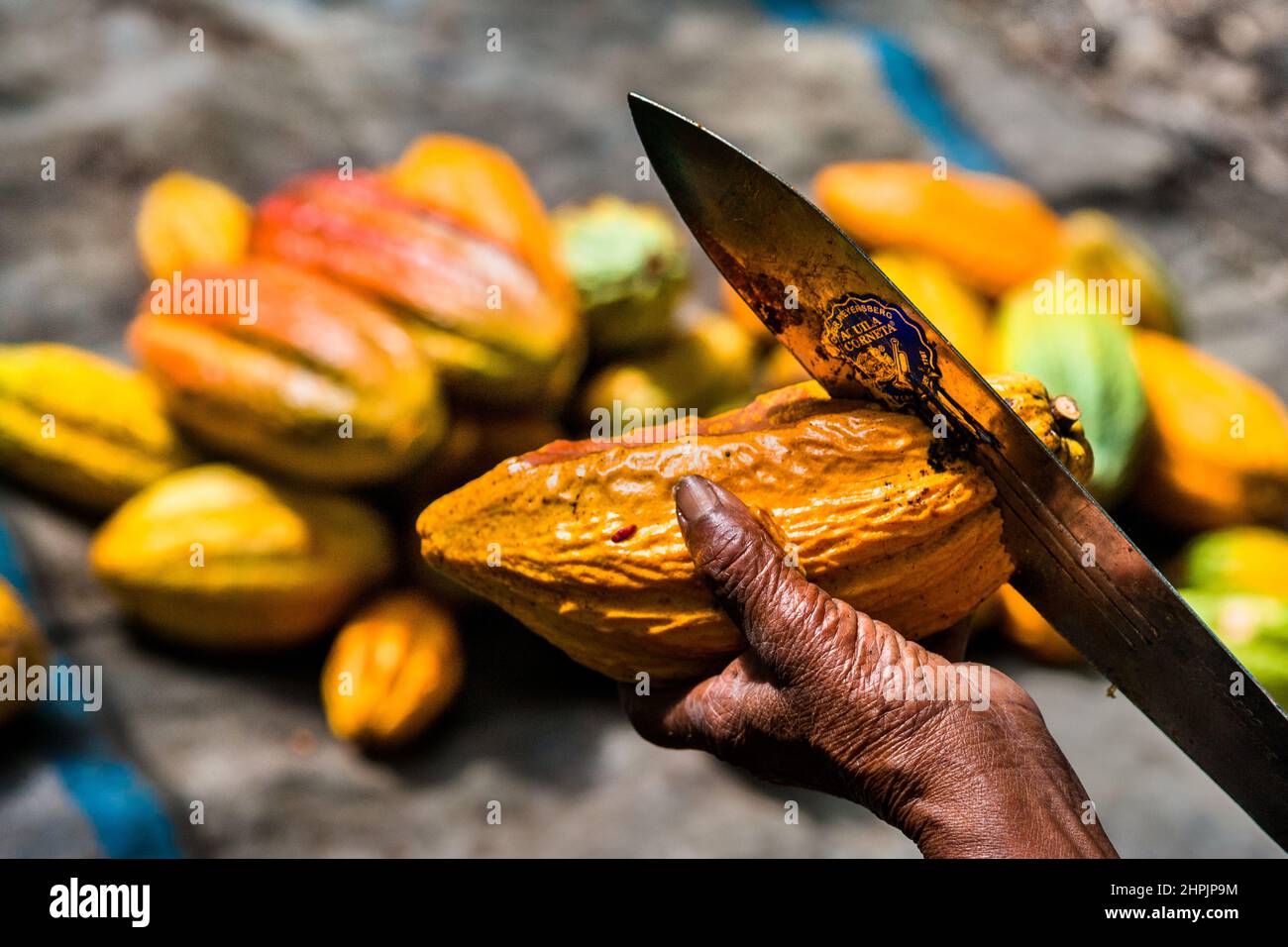 Cacao farm colombia hi-res stock photography and images - Alamy