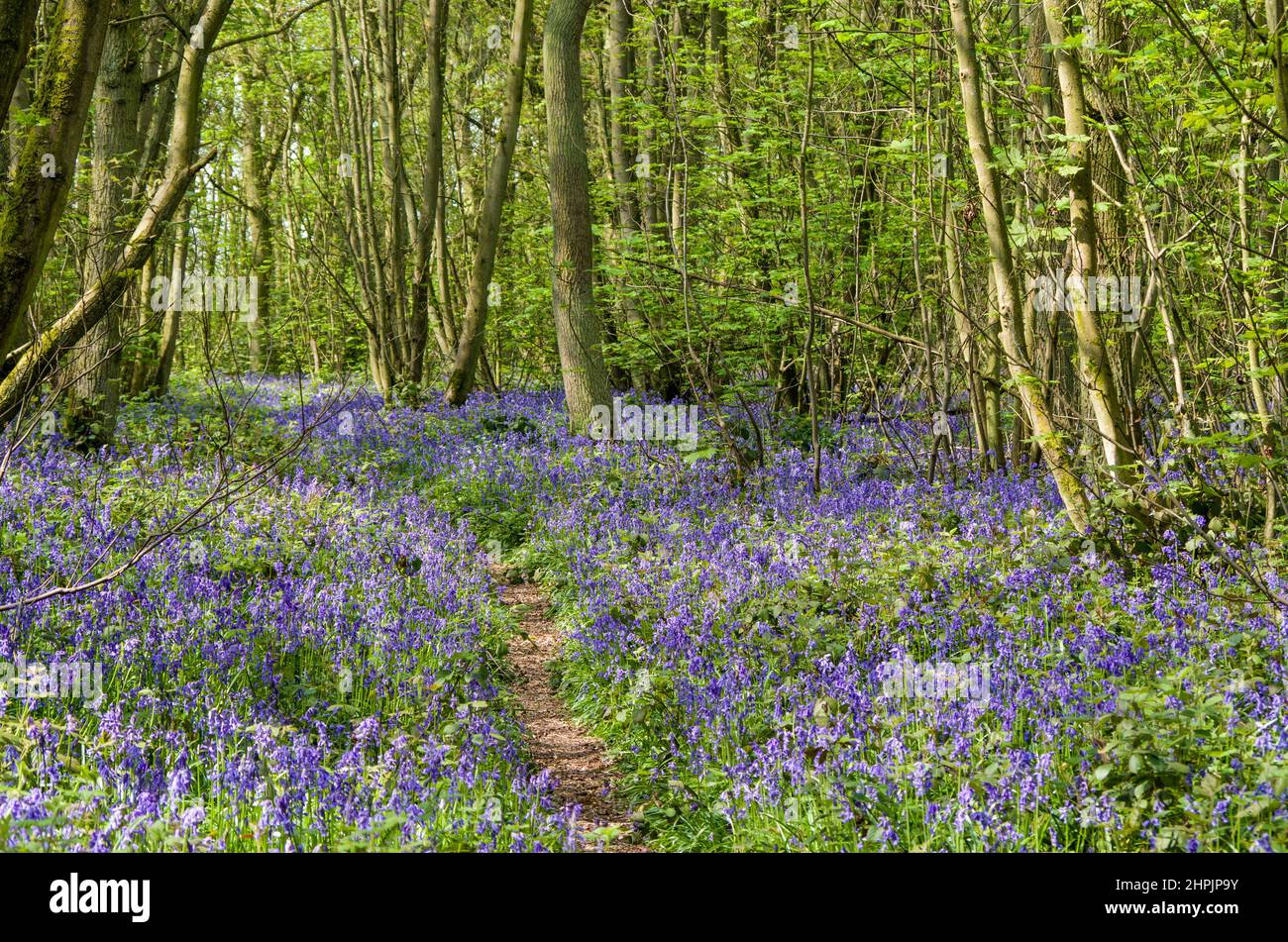 Path through the bluebell woods hi-res stock photography and images - Alamy