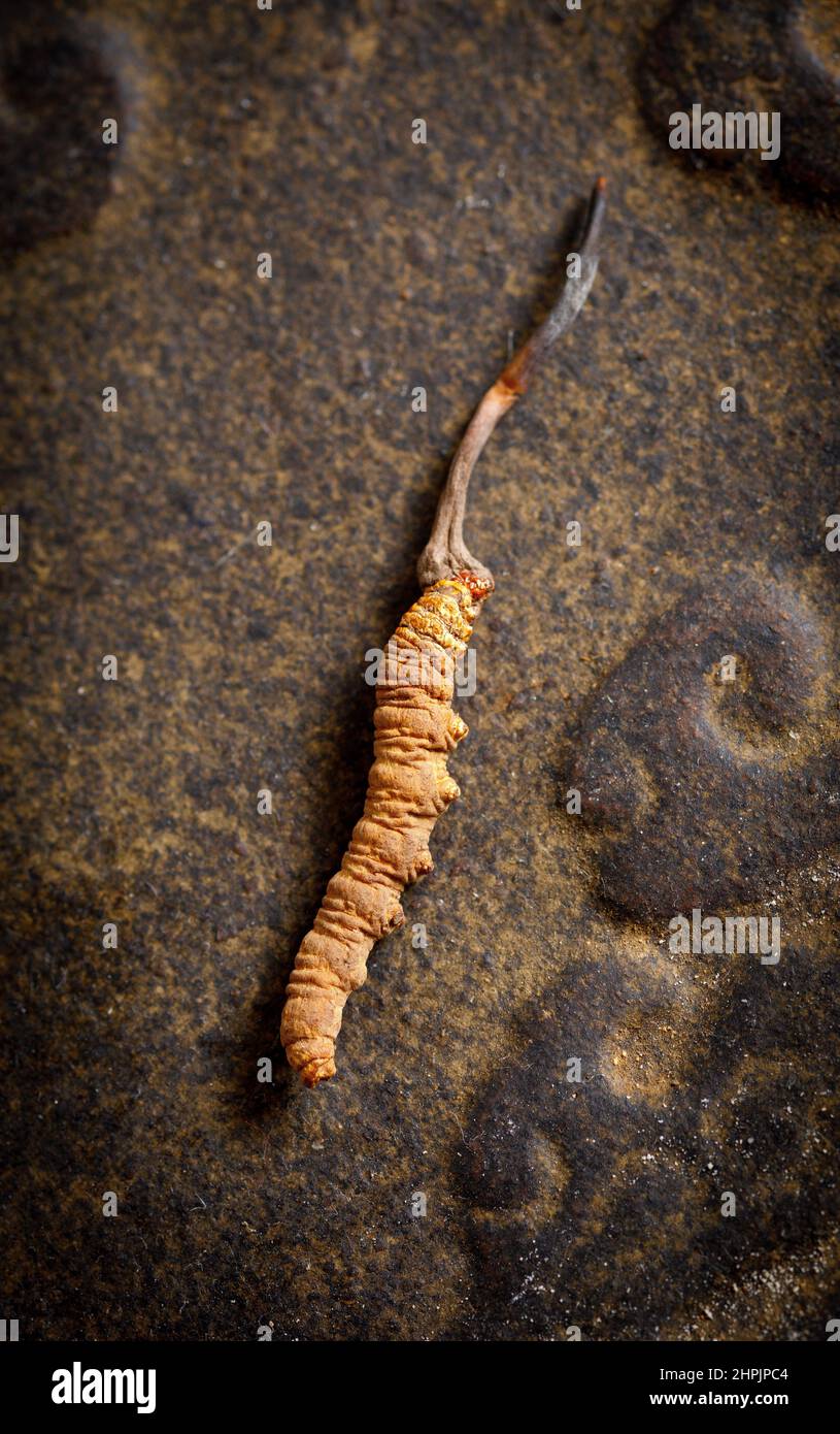 Cordyceps fungus hi-res stock photography and images - Alamy