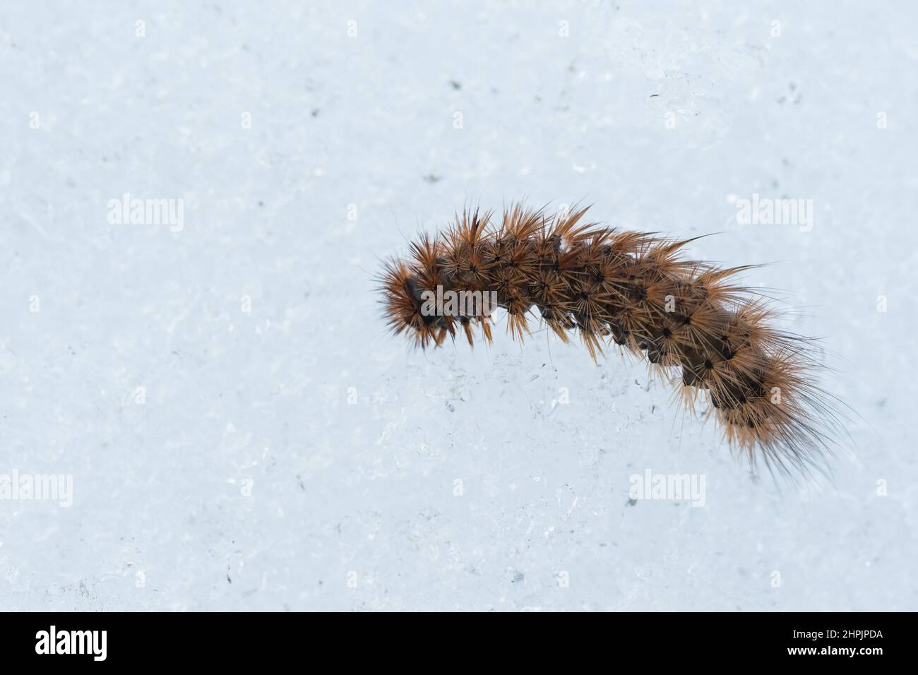 Ruby tiger moth larva walking on snow (Phragmatobia fuliginosa Stock ...