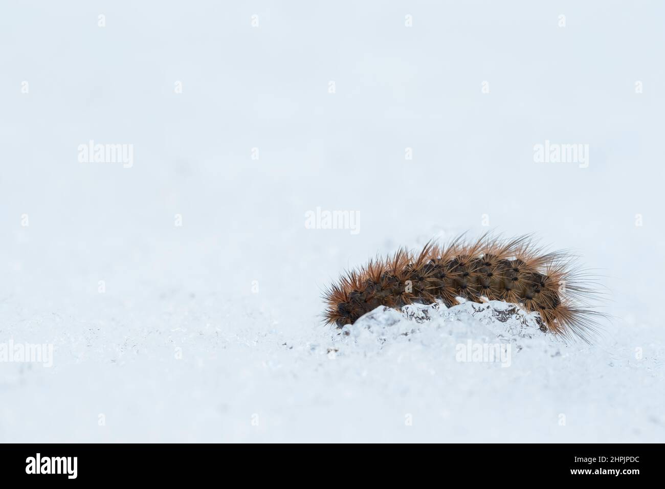 Ruby tiger moth larva walking on snow (Phragmatobia fuliginosa Stock ...