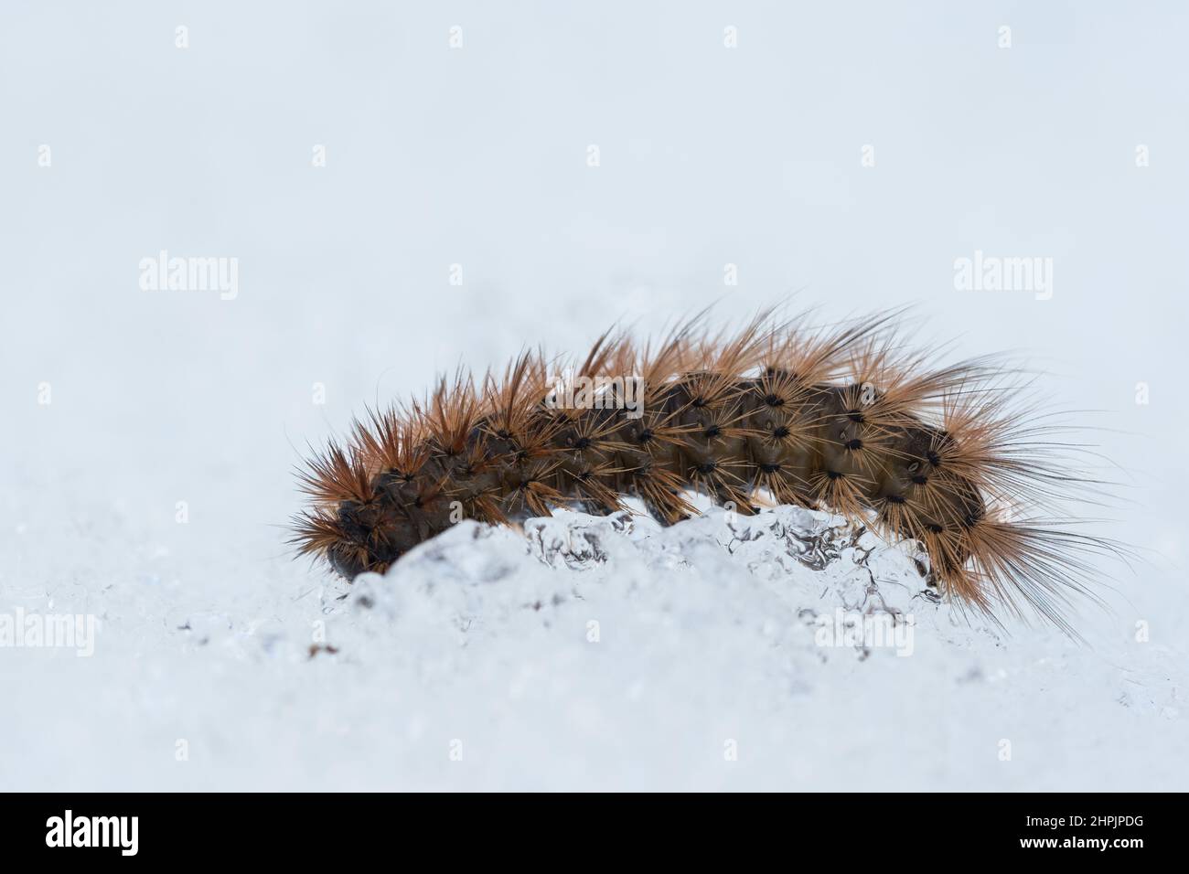 Ruby tiger moth larva walking on snow (Phragmatobia fuliginosa Stock ...