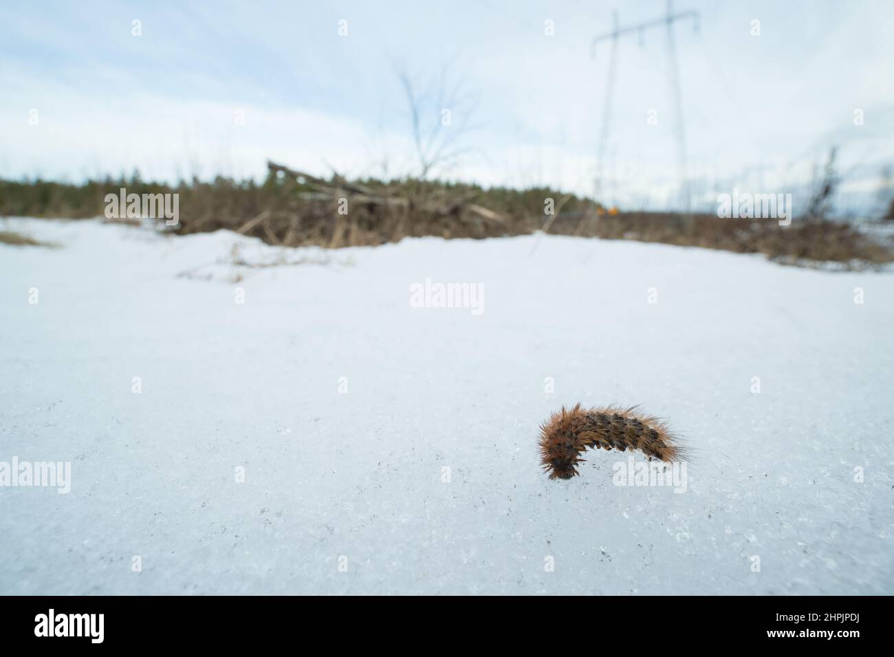 Ruby tiger moth larva walking on snow (Phragmatobia fuliginosa Stock ...