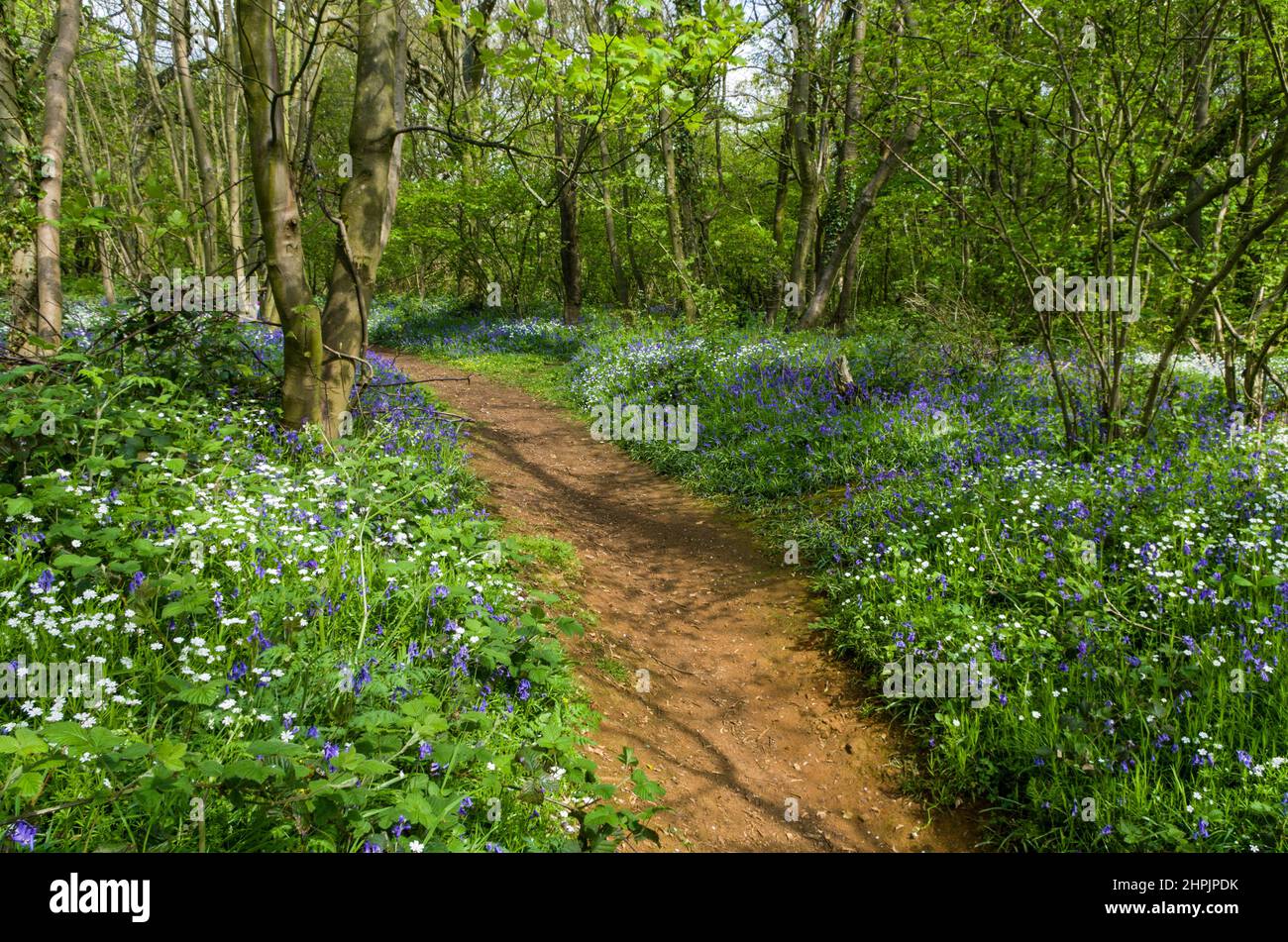 Path Through The Bluebell Woods High Resolution Stock Photography and ...
